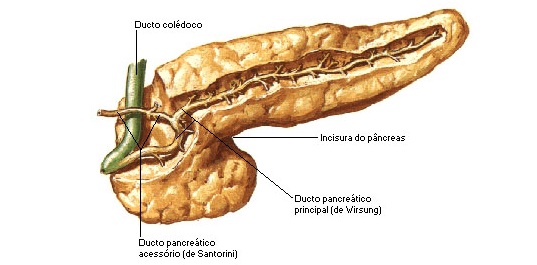 Anatomia do Pâncreas :: Medicina UNIT
